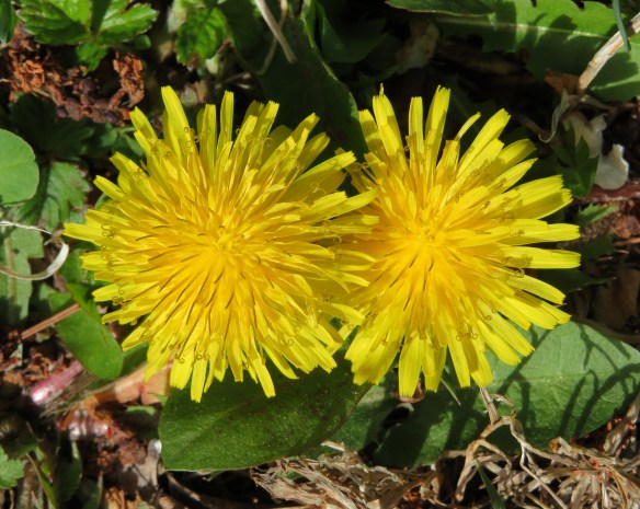 Seriously Seeking Answers | A spiritual journey in which I explore ...